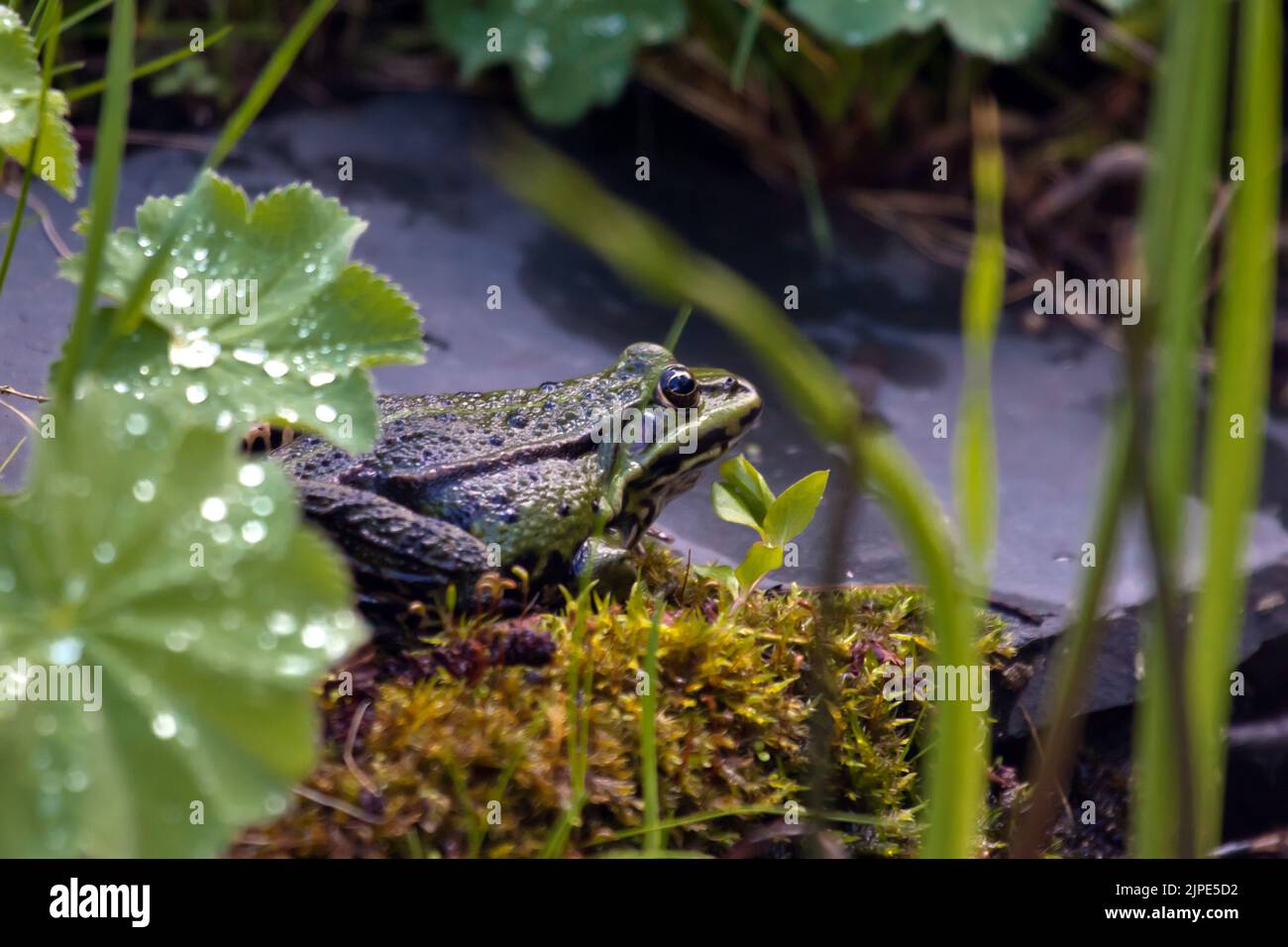 edible frog, echte frösche, edible frogs Stock Photo - Alamy