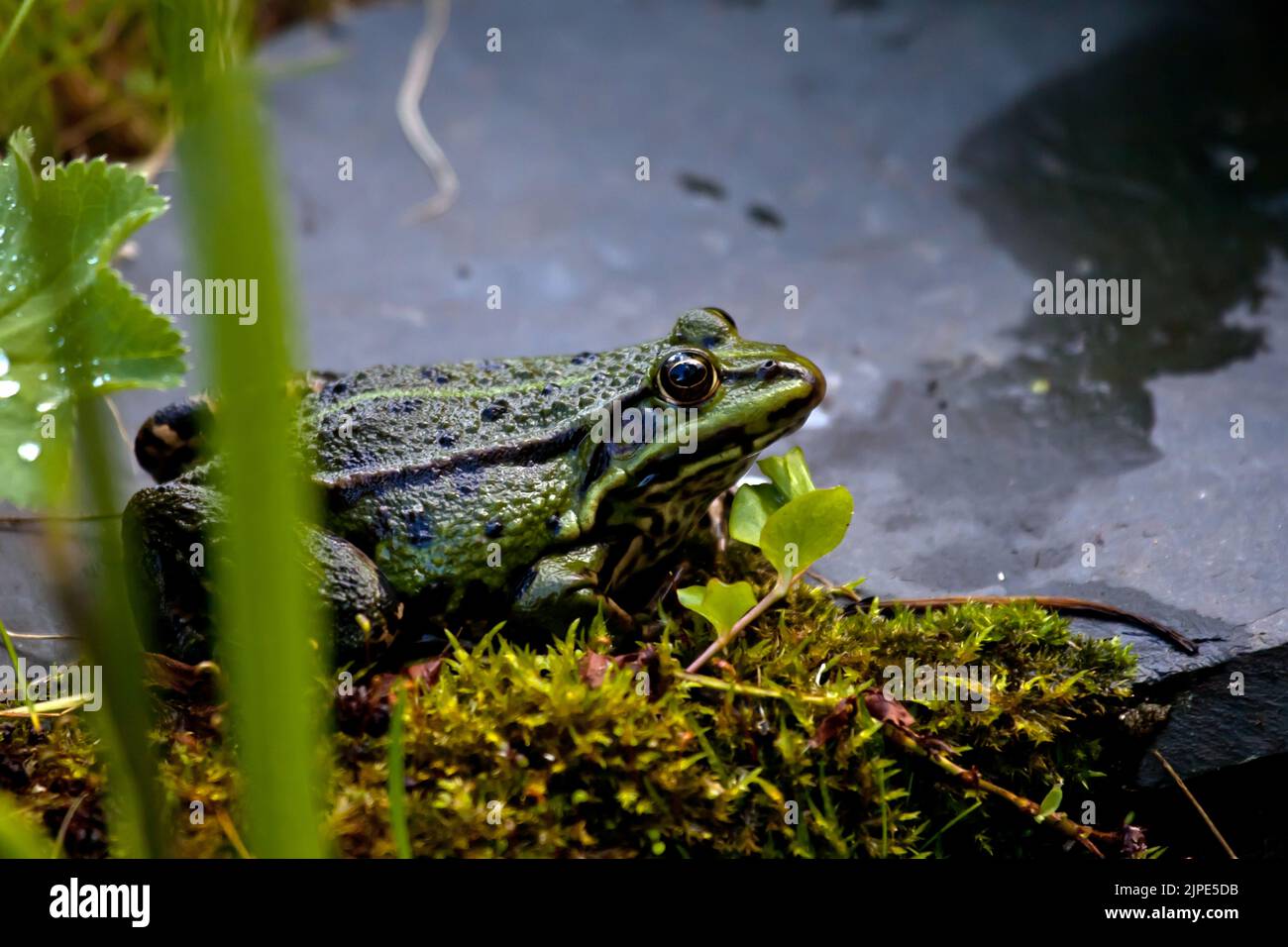 edible frog, echte frösche, edible frogs Stock Photo - Alamy
