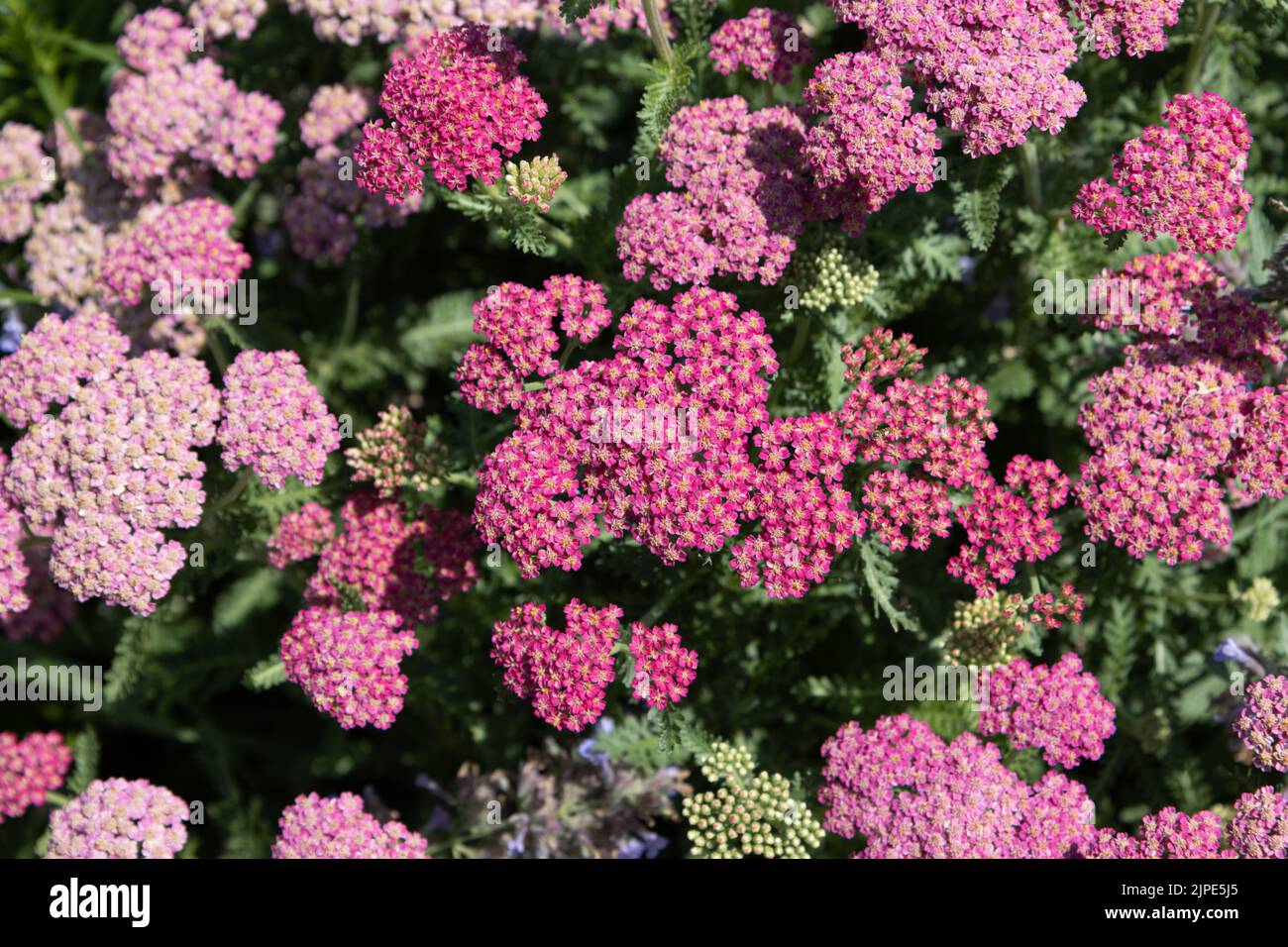 Red blooming yarrow hi-res stock photography and images - Alamy