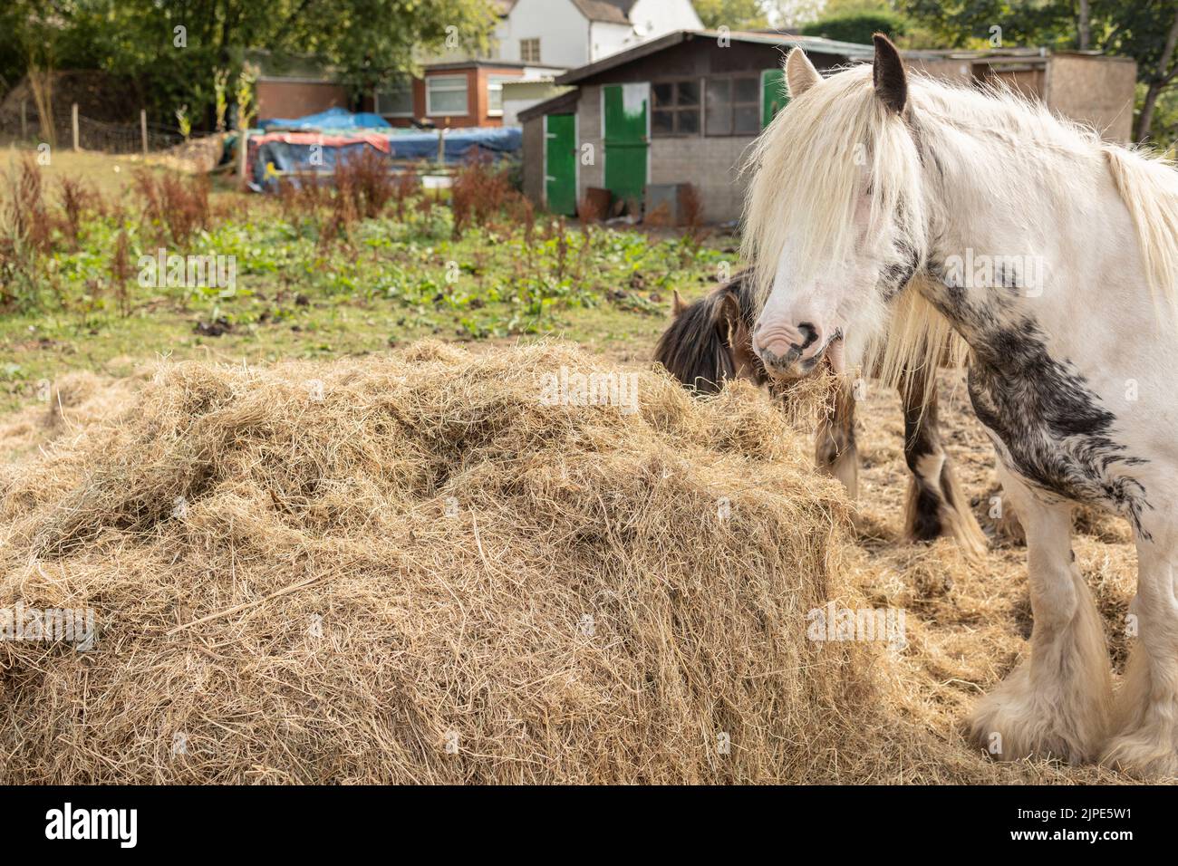 Straw eating hay pet hi-res stock photography and images - Alamy