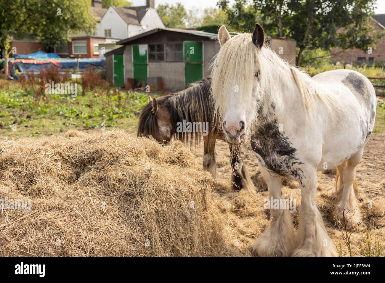 brown and white ponies eating hay in their paddock Stock Photo - Alamy