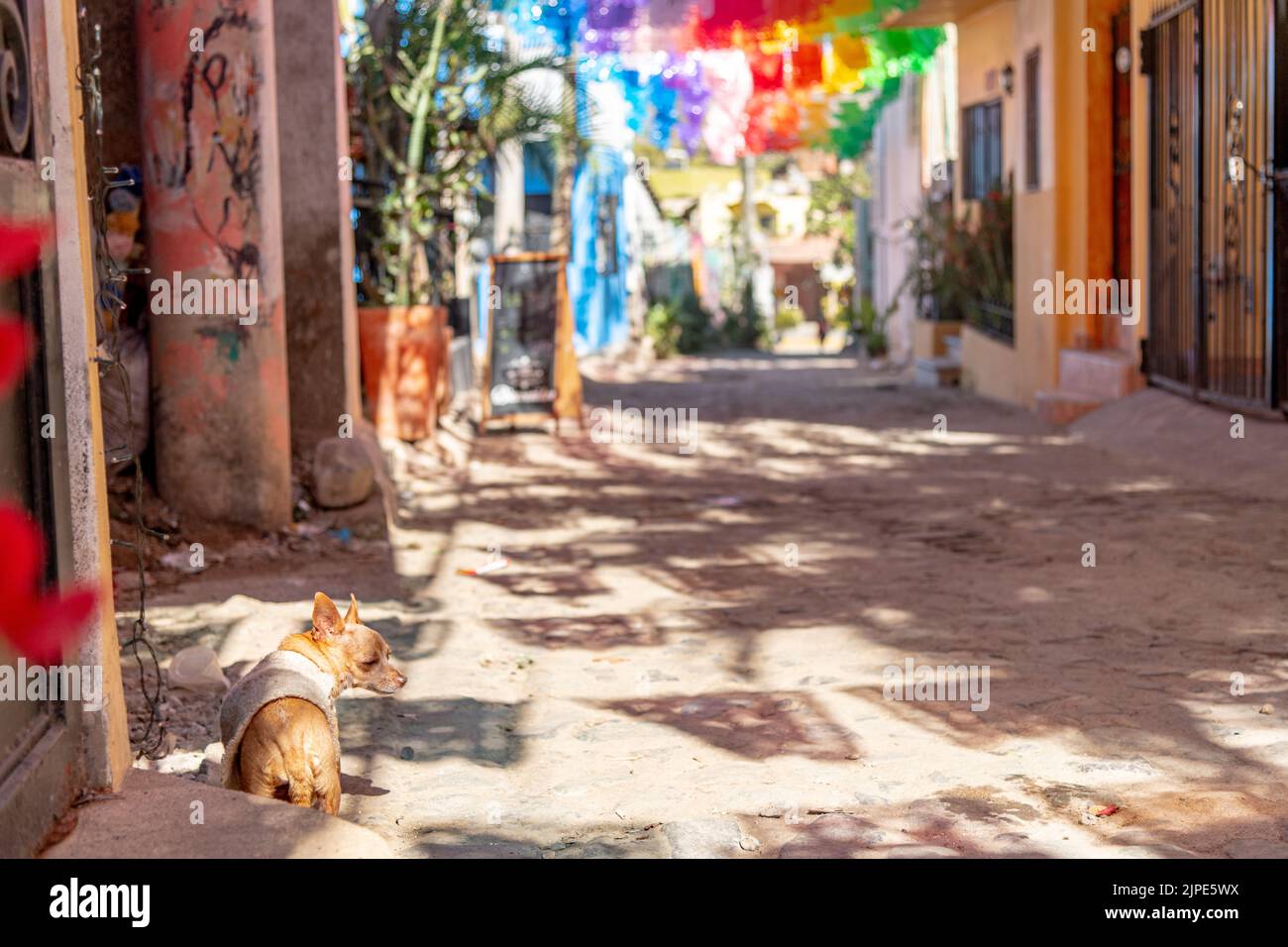 A lonely stray chihuahua dog in Sayulita, Mexico Stock Photo - Alamy