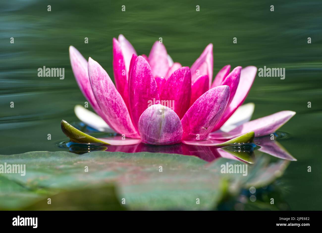 Bangladesh national flower is water lily hi-res stock photography and ...