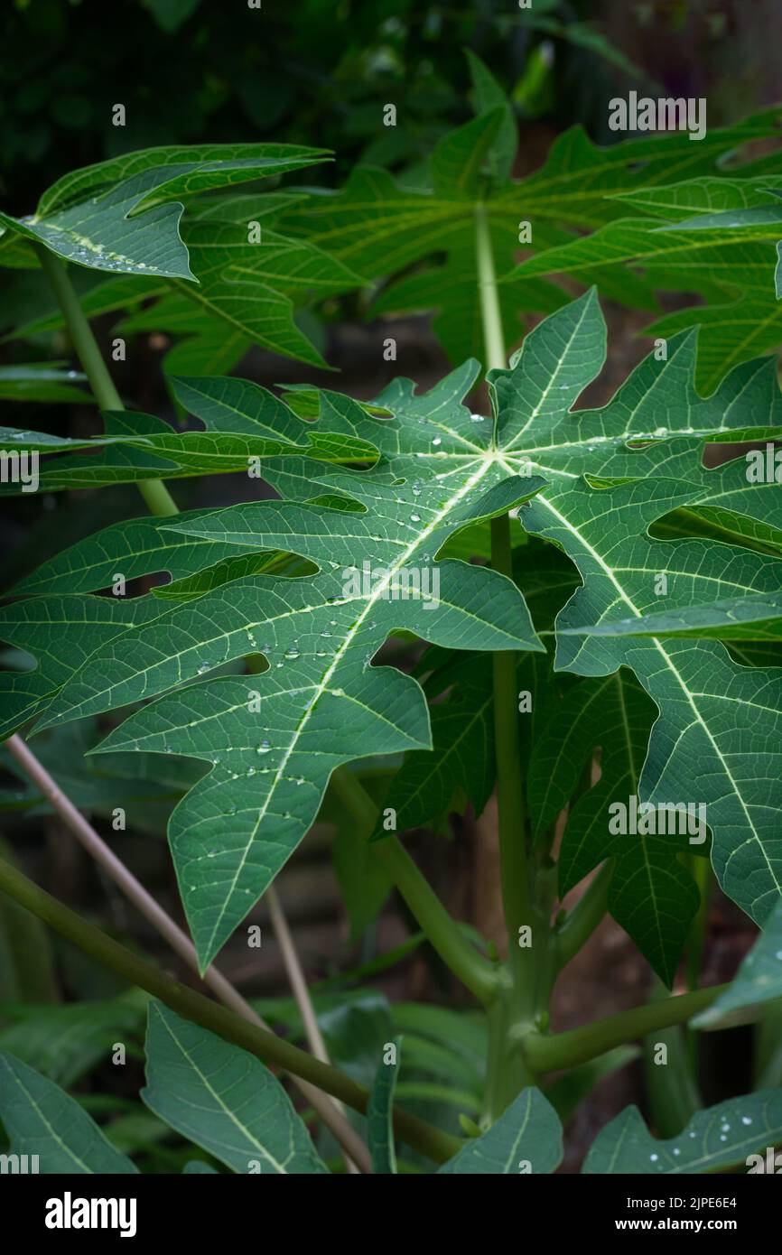 Pawpaw plant hi-res stock photography and images - Alamy