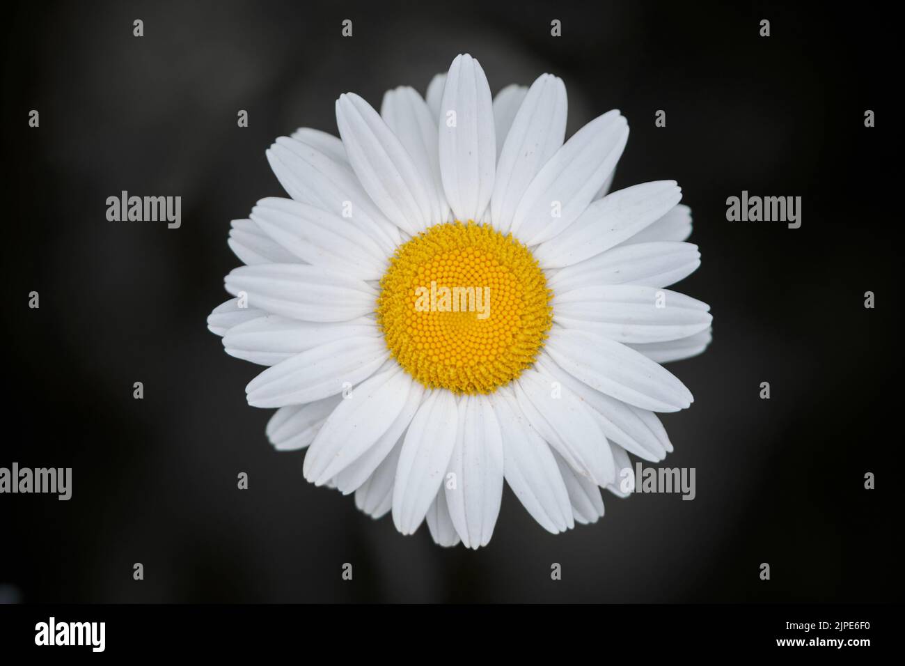 A top view of a common daisy flower with a dark background Stock Photo ...