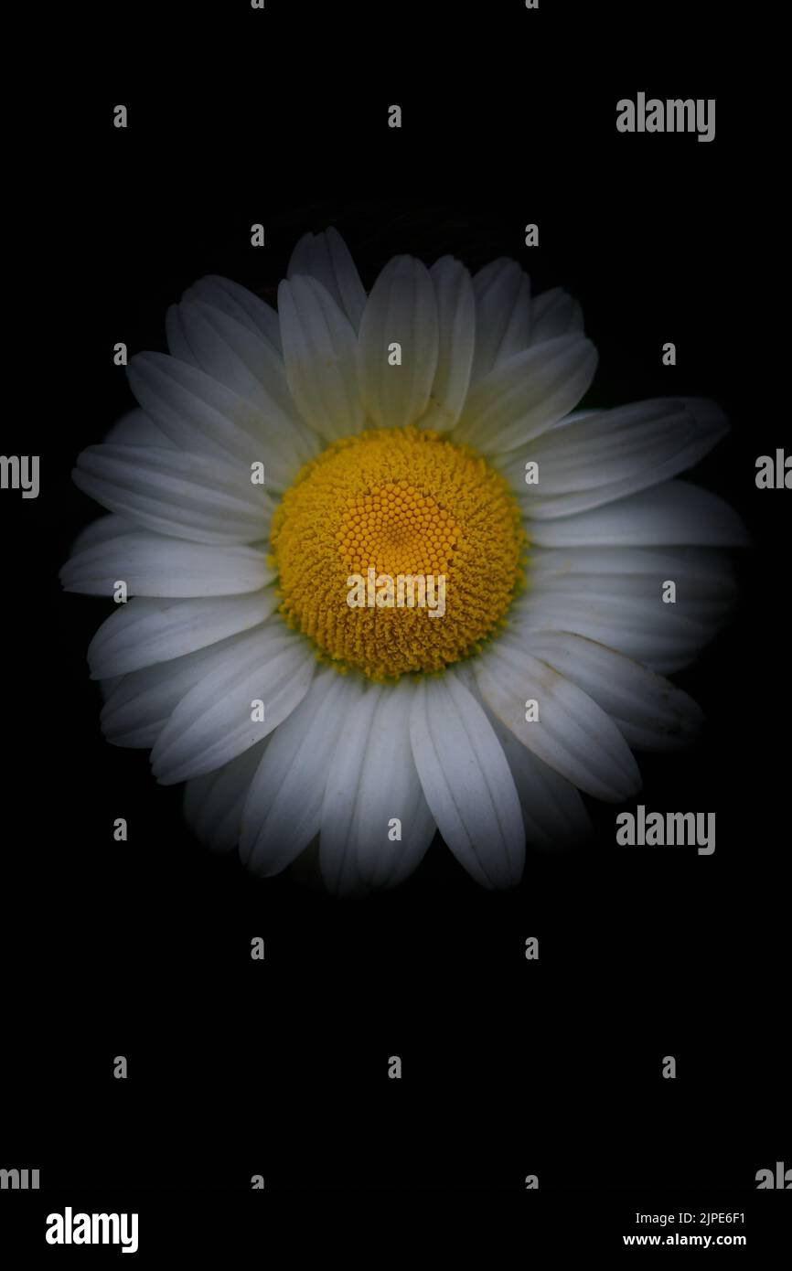 A vertical shot of a common daisy flower from a top view angle Stock ...