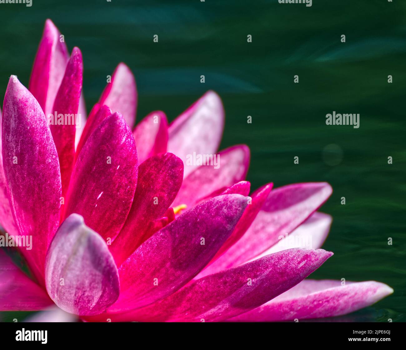 White lilies of bangladesh hi-res stock photography and images - Alamy