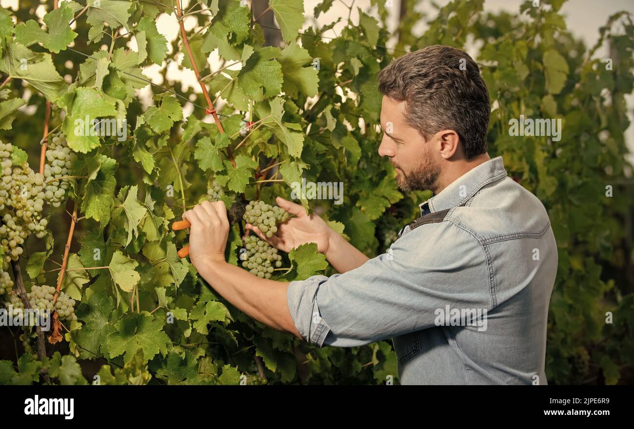 man cut grapes with gardening scissors, harvesting Stock Photo - Alamy