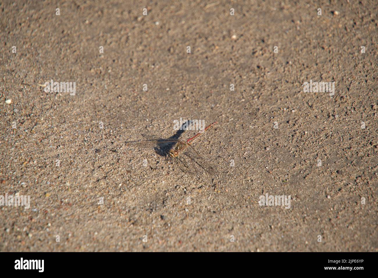 Insect dragonfly sits hot sand in hot sunny weather Stock Photo - Alamy