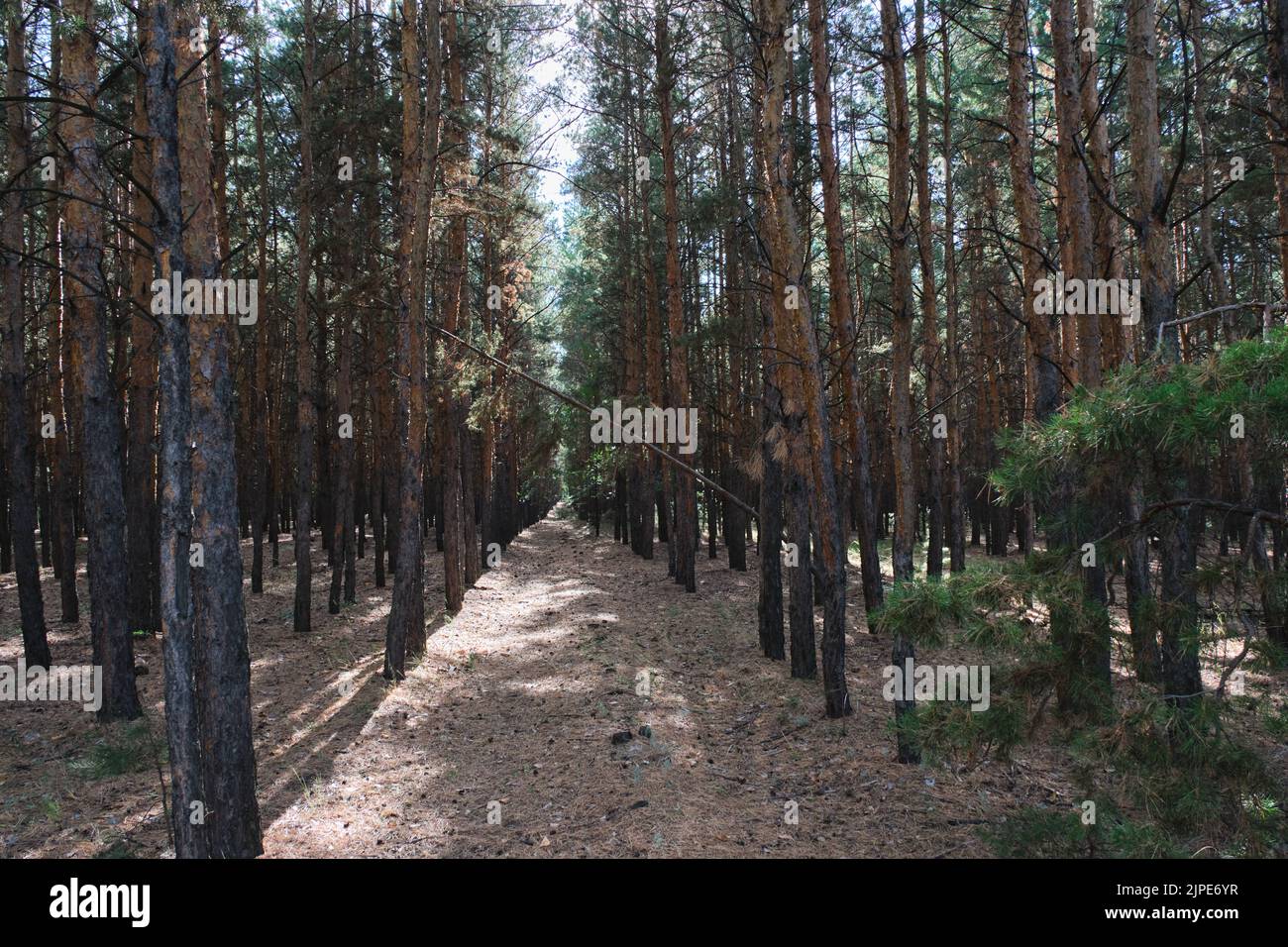 Pine forest planted in straight rows, forest landscape Stock Photo - Alamy