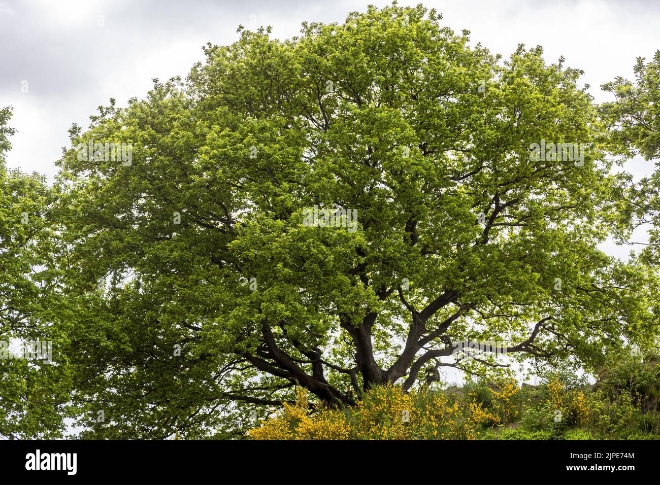 Gjern Bakker, Denmark. A hilly landscape created by the Ice Age Stock ...