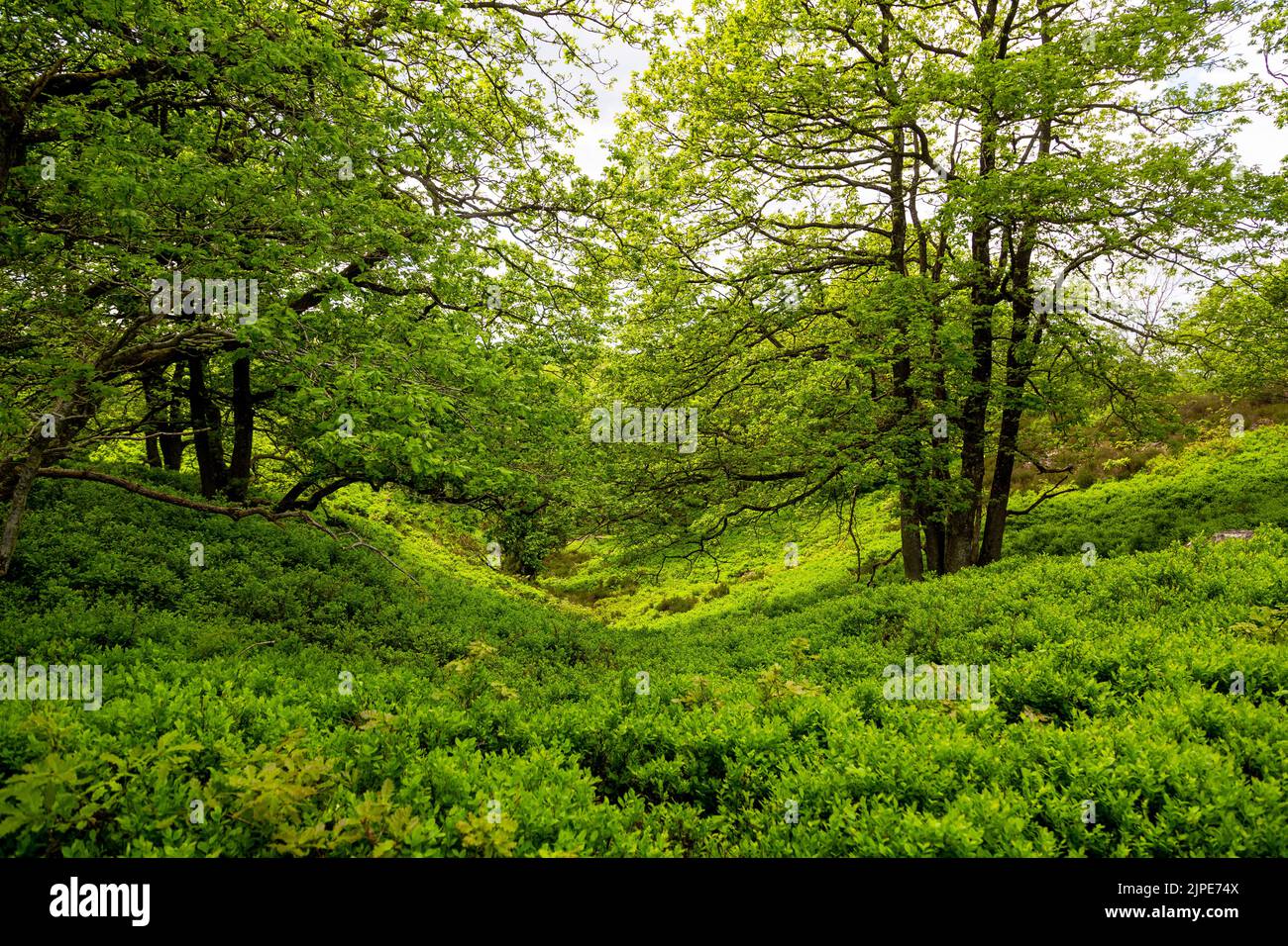 Gjern Bakker, Denmark. A hilly landscape created by the Ice Age Stock ...