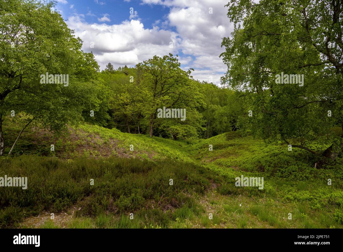 Gjern Bakker, Denmark. A hilly landscape created by the Ice Age Stock ...
