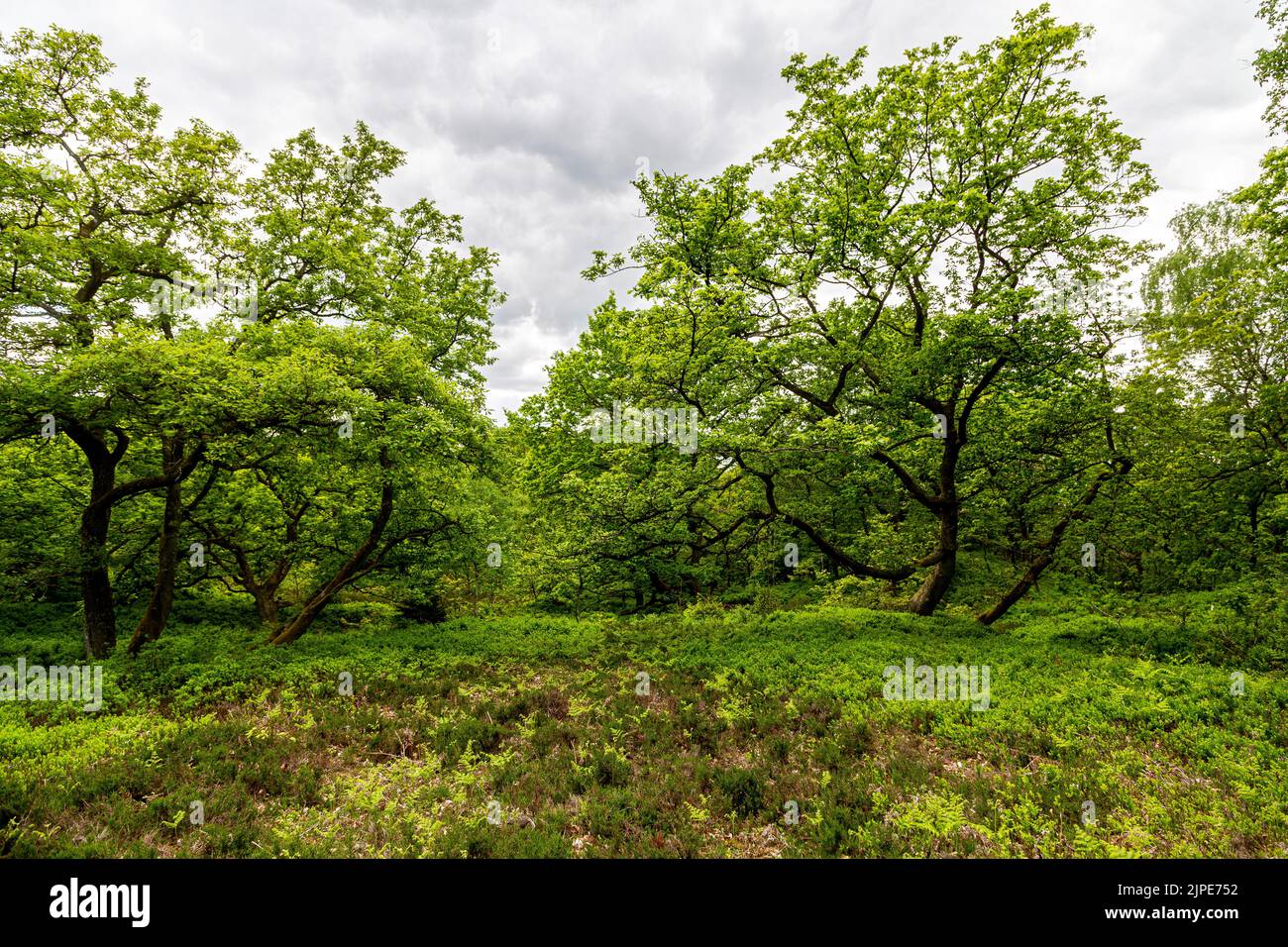 Gjern Bakker, Denmark. A hilly landscape created by the Ice Age Stock ...