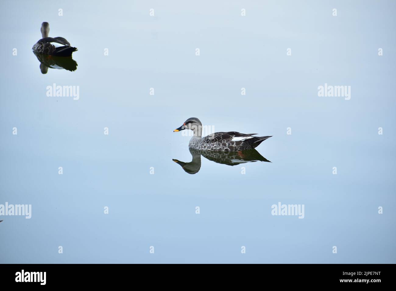 An Indian spot-billed duck swimming in the water with another one in ...