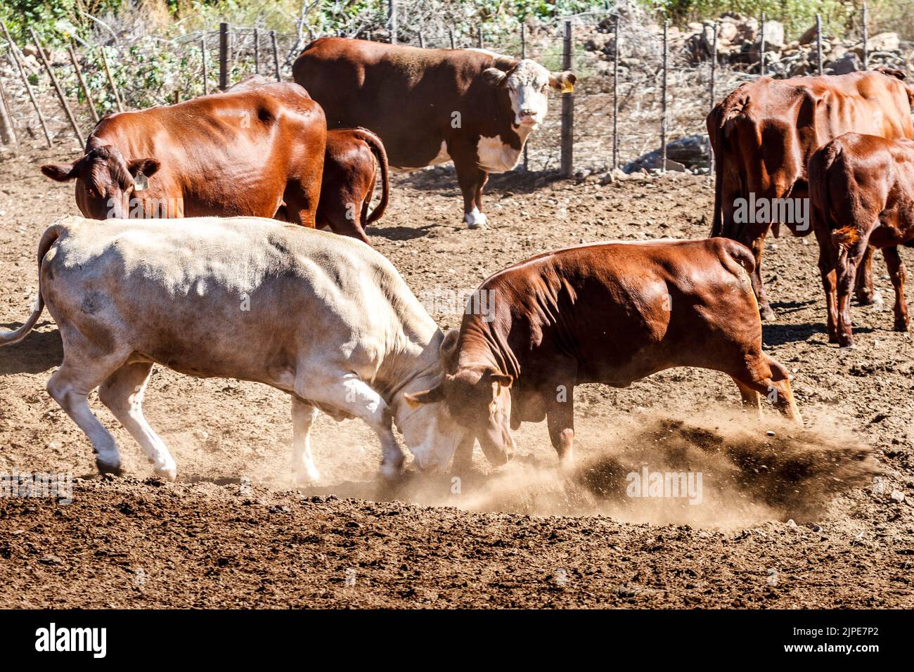 The two bulls fighting in the paddock Stock Photo - Alamy