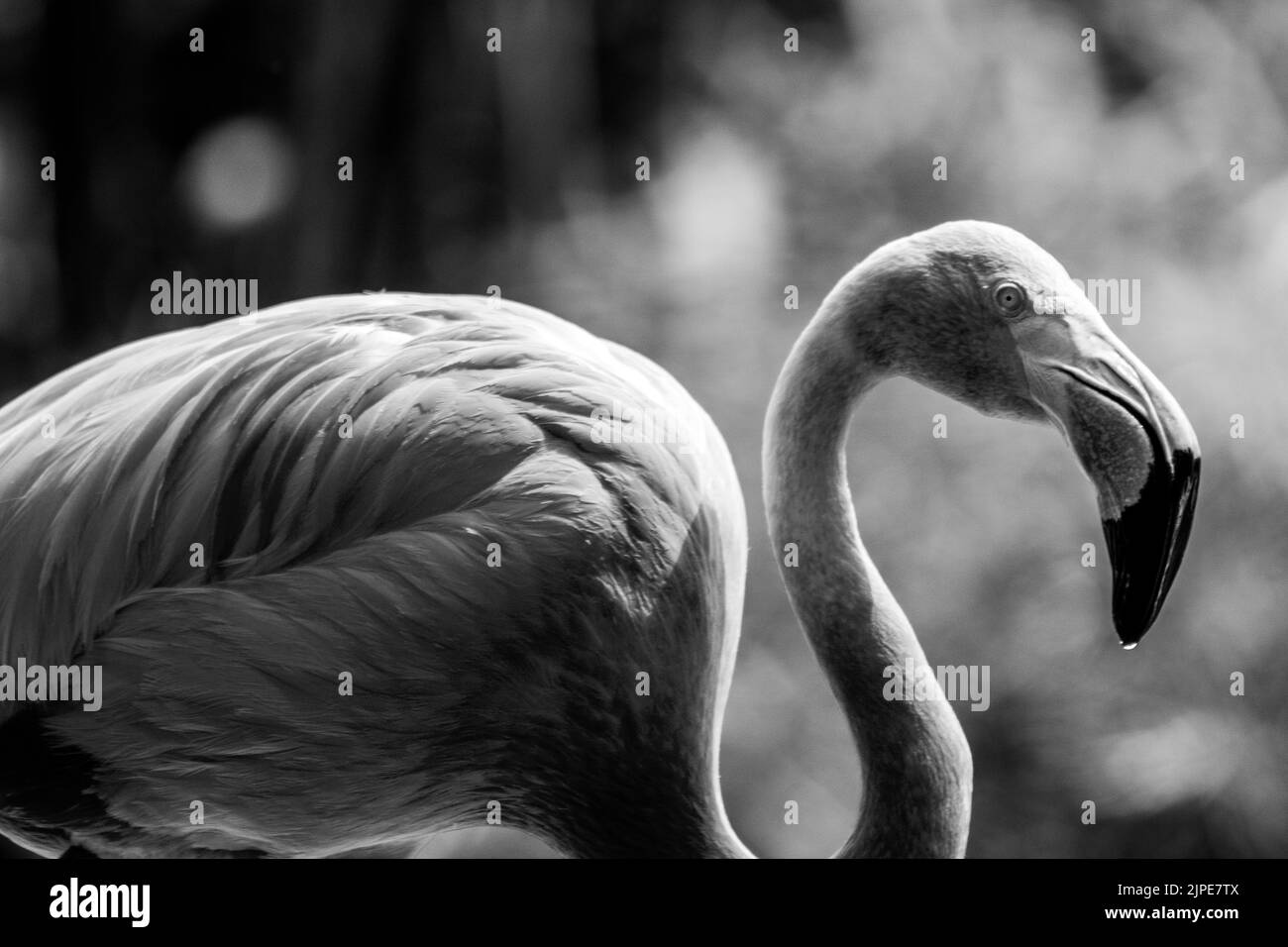 Heron white stork Black and White Stock Photos & Images - Alamy