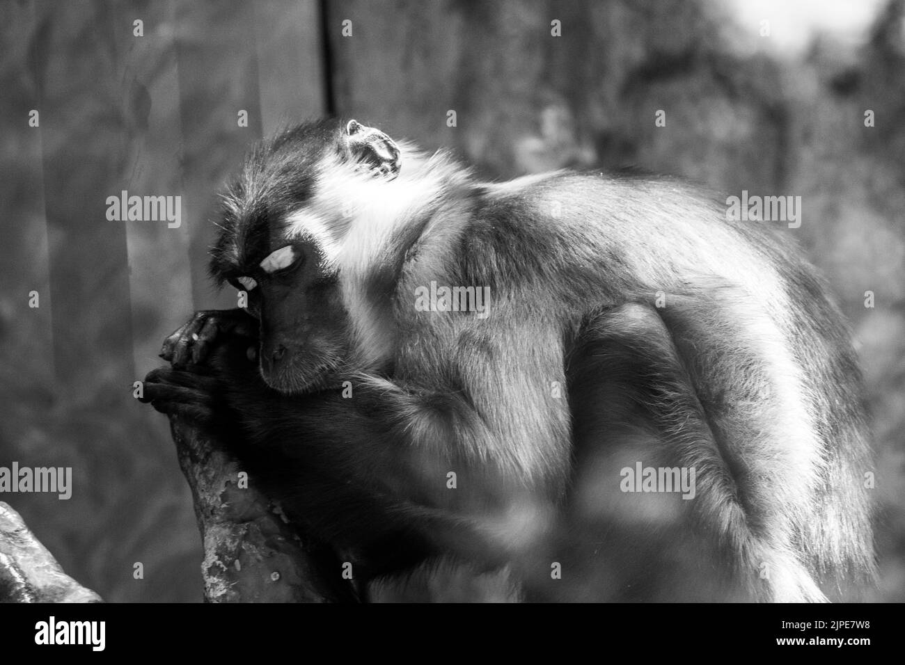 monkey sleeping on a log in black and white Stock Photo - Alamy