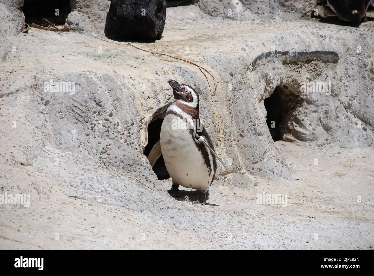 Penguins photographed at the zoo Stock Photo - Alamy
