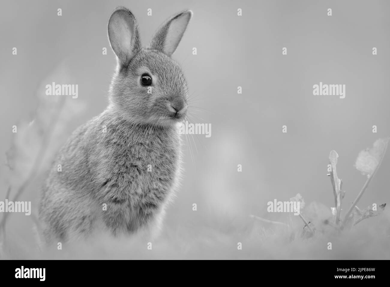 Rabbit looking beautiful in grassland Stock Photo - Alamy
