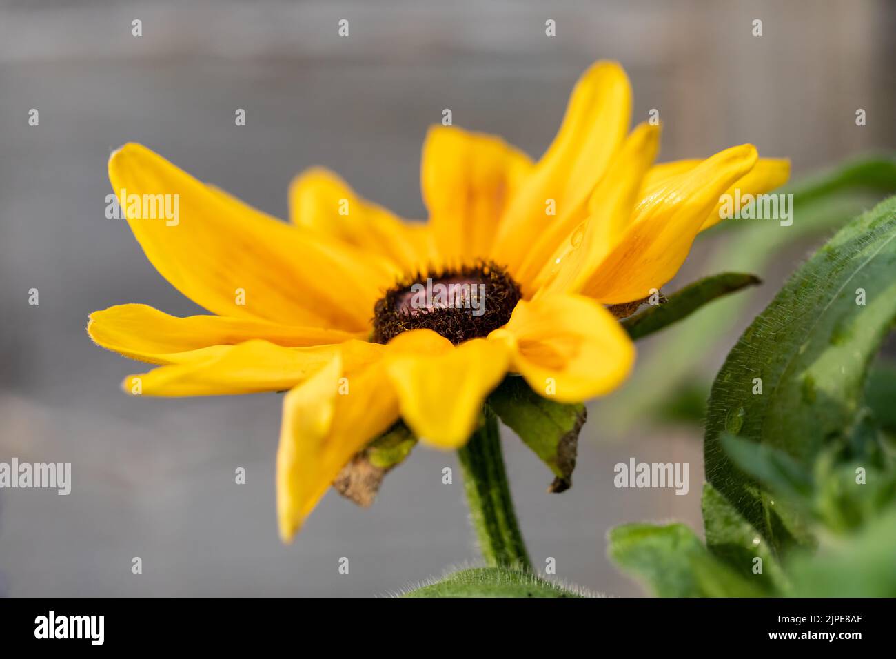 Rudbeckia 'Sunbeckia Mia' Black-eyed susan flower Stock Photo - Alamy