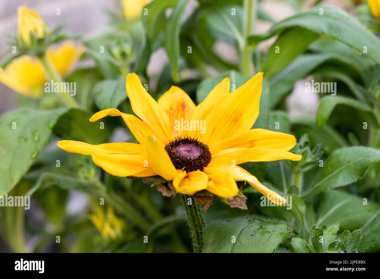 Rudbeckia 'Sunbeckia Mia' Black-eyed susan flower Stock Photo - Alamy