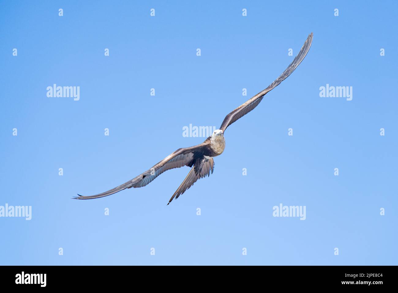 A bird flying in the sky over a beach in Sayulita, Mexico Stock Photo ...