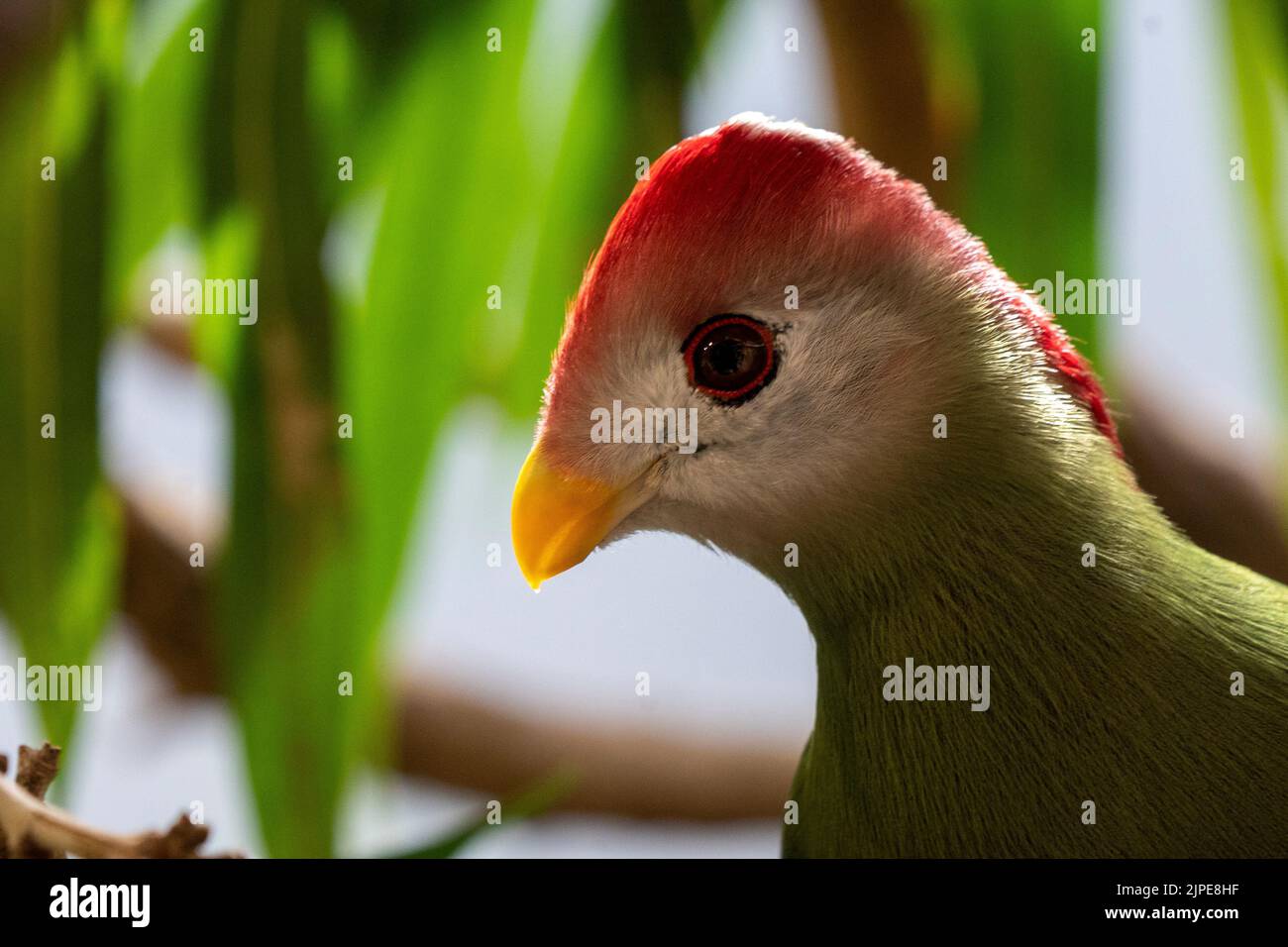 Su cabeza hi-res stock photography and images - Alamy