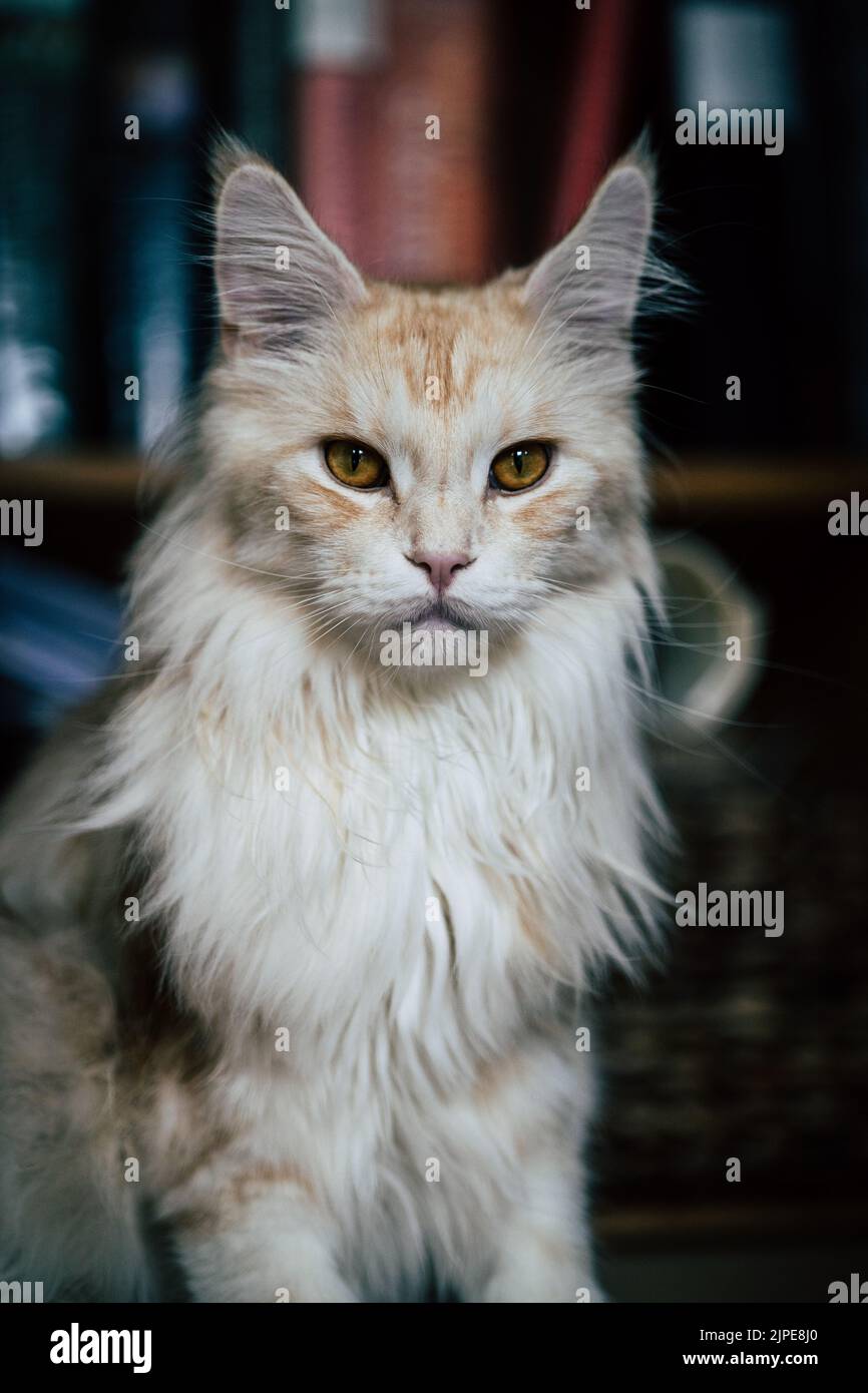 A vertical shot of a maine coon cat with an angry look Stock Photo - Alamy