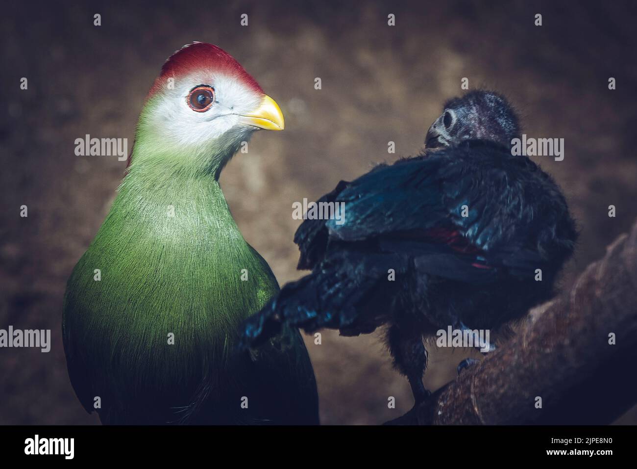 Turaco crestirrojo mirando a su polluelo Stock Photo - Alamy