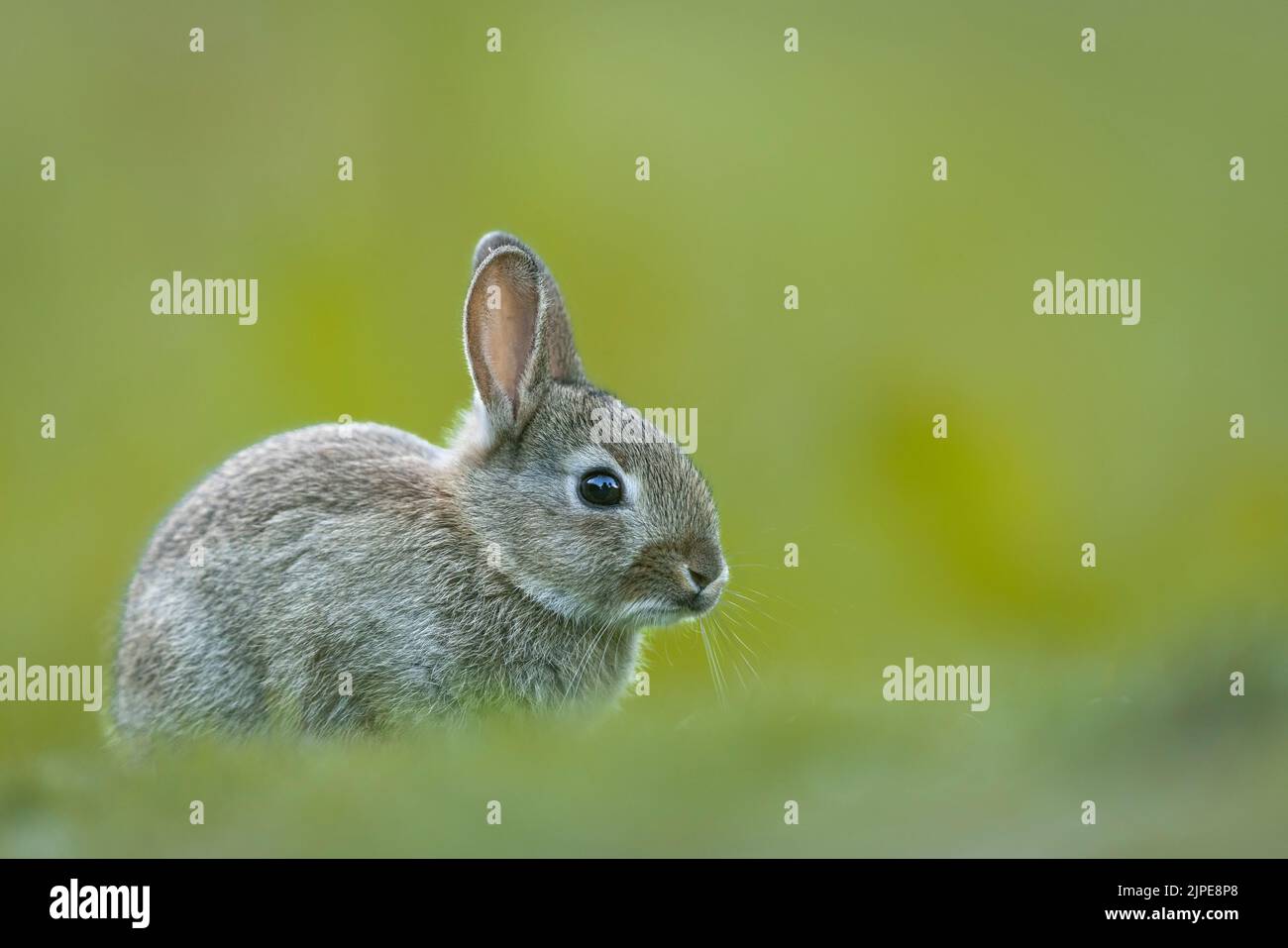 Rabbit looking beautiful in grassland Stock Photo - Alamy