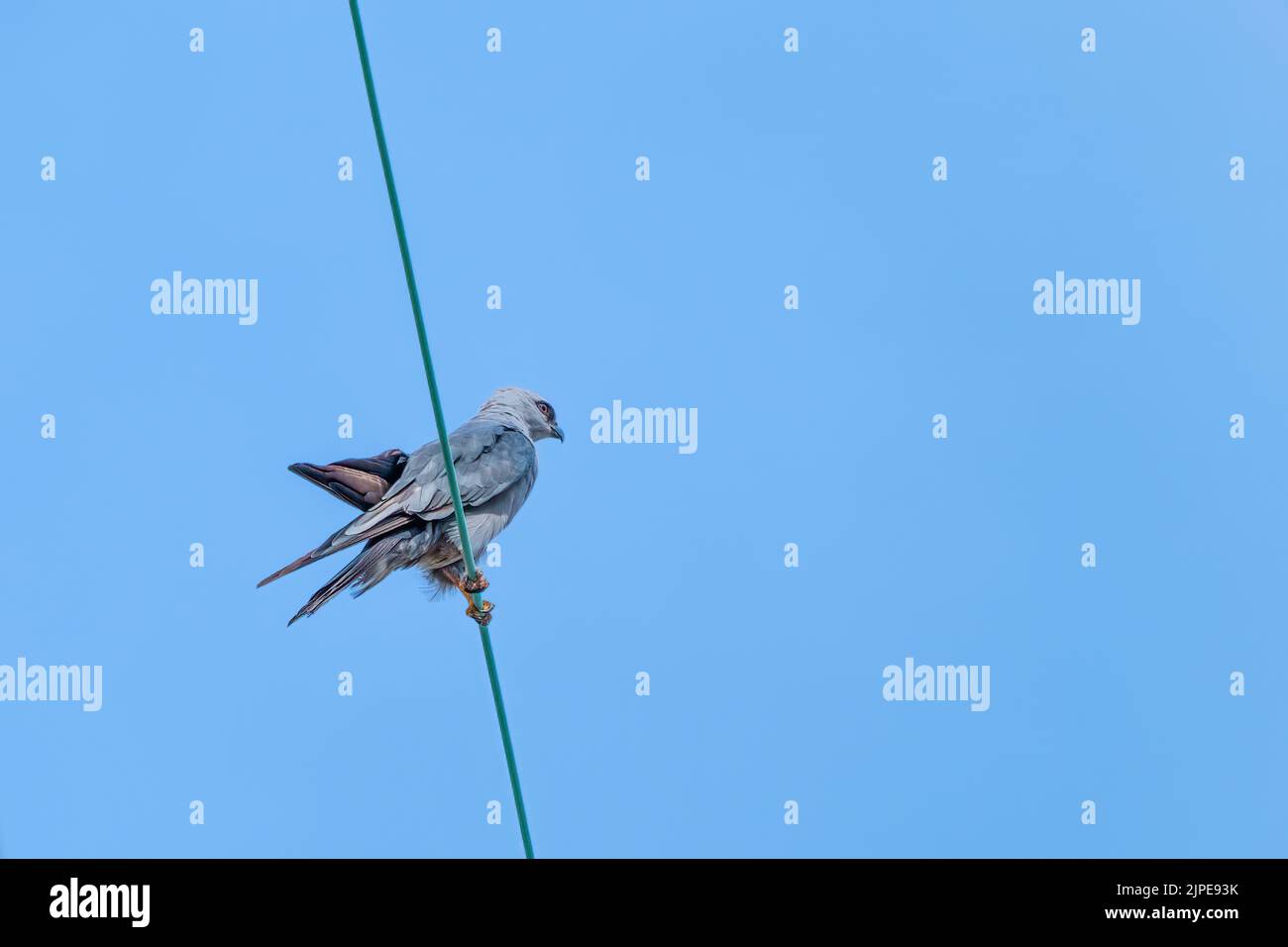 Electricity cable kite hi-res stock photography and images - Alamy