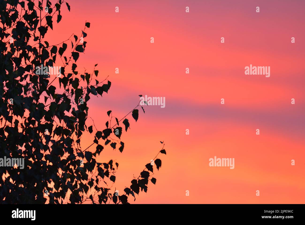 Red pink sky background during sunset and birch branches Stock Photo ...