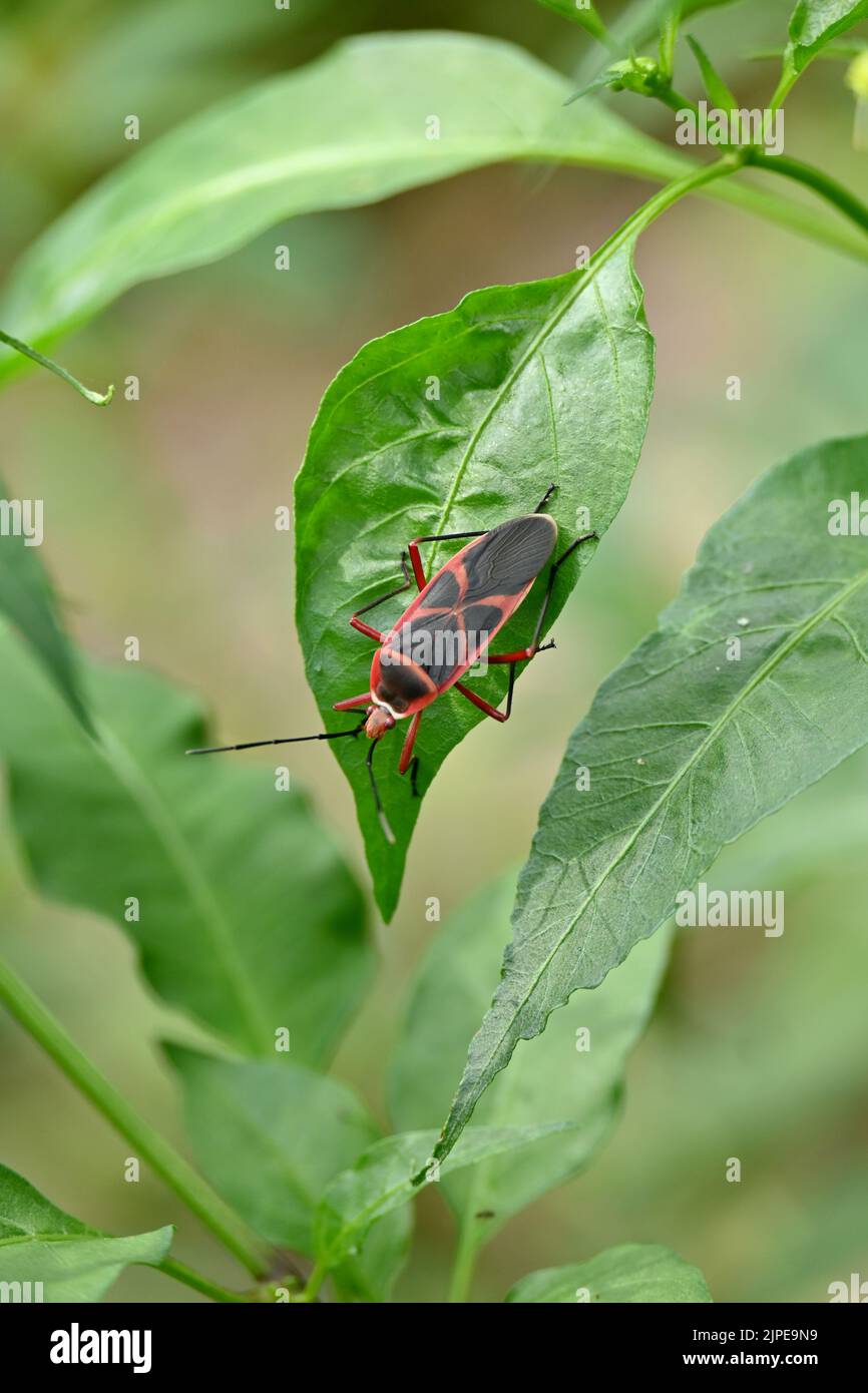 closeup the small red black color weevil insect hold on ladyfinger ...