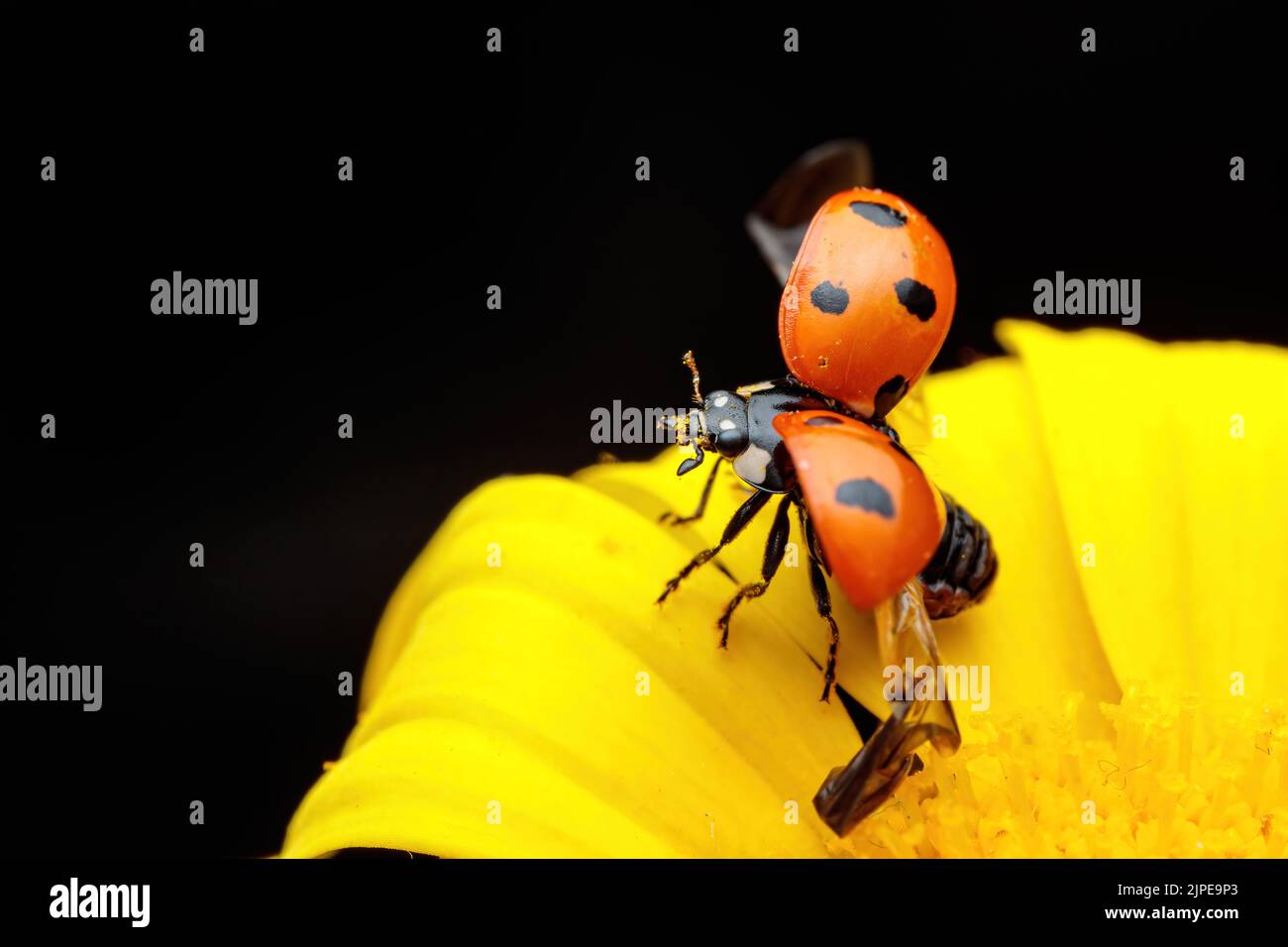 Seven spot ladybug taking off(Coccinella septumpunctata Stock Photo - Alamy