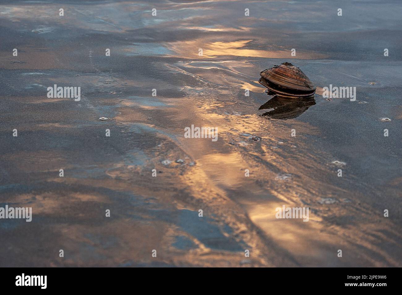 A clam of the Gulf of Finland on the wet beach Stock Photo - Alamy