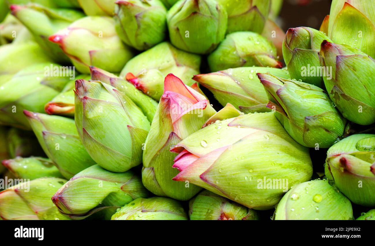 West Bengal Famous Lotus before blomming in Howrah Flower Market for ...