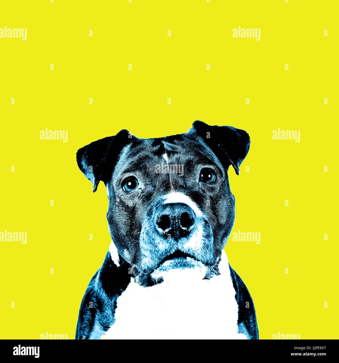Portrait of brown American Staffordshire terrier (amstaff) sitting ...