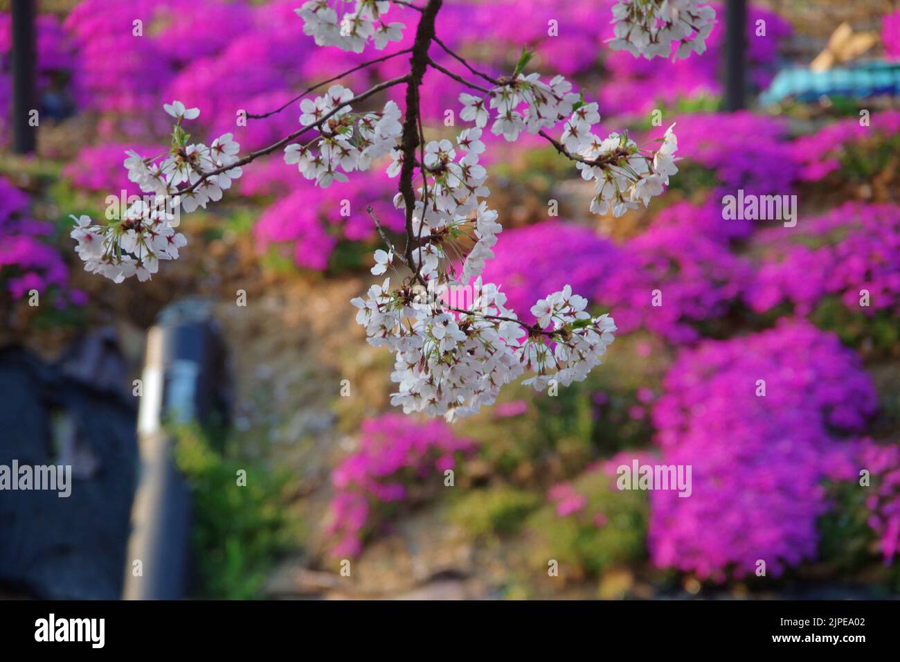 Azalea season hi-res stock photography and images - Alamy