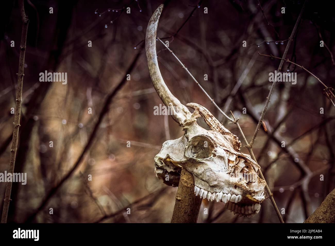 A scary scene of an eroded animal skull with sharp teeth and horns on a ...