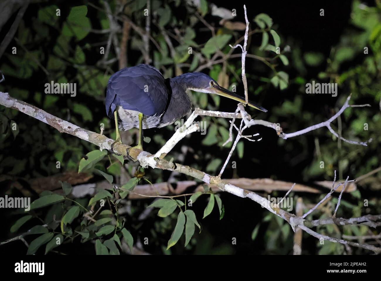 Agami heron hi-res stock photography and images - Alamy
