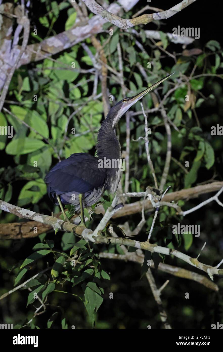Juvenile agami heron hi-res stock photography and images - Alamy