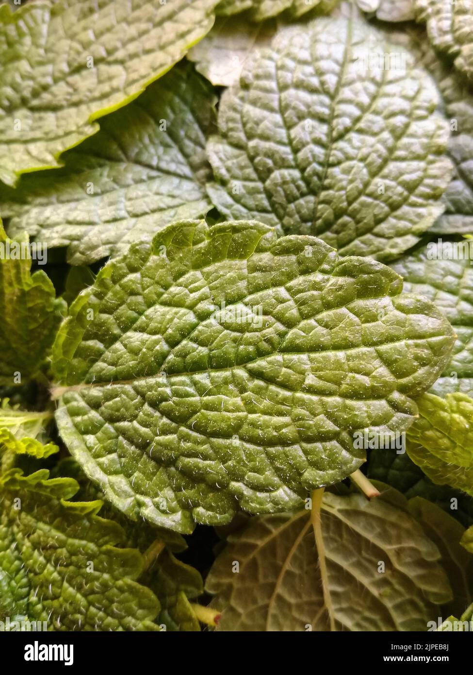 Melissa green hi-res stock photography and images - Alamy