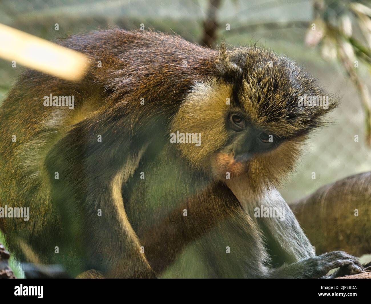 Mona monkey cercopithecus wild hi-res stock photography and images - Alamy