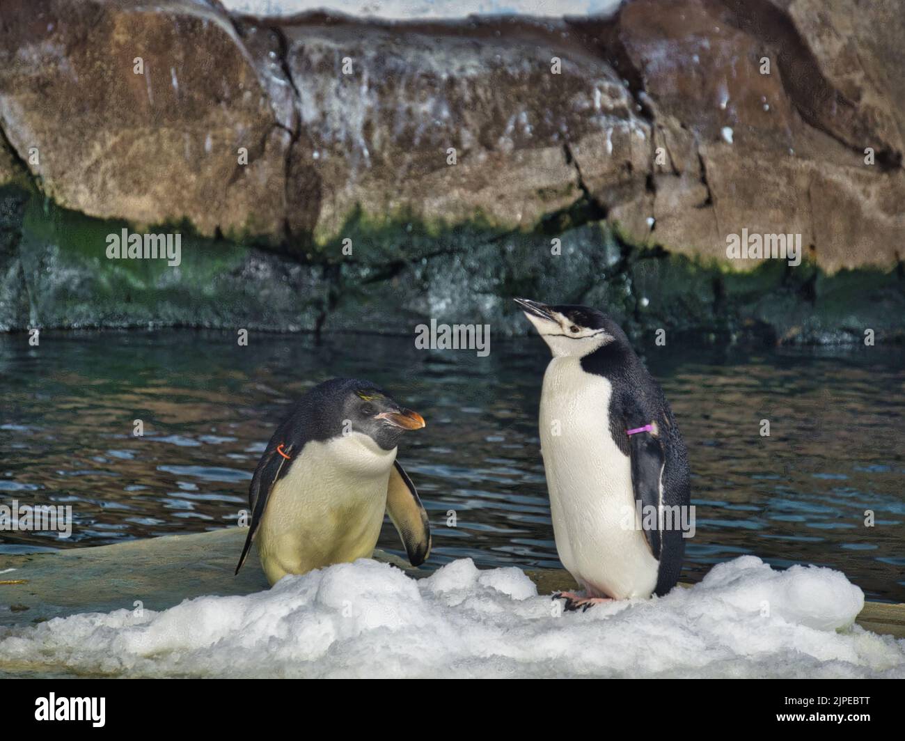 A closeup of Macaroni (left) and Chinstrap (right) penguins at Helzberg ...