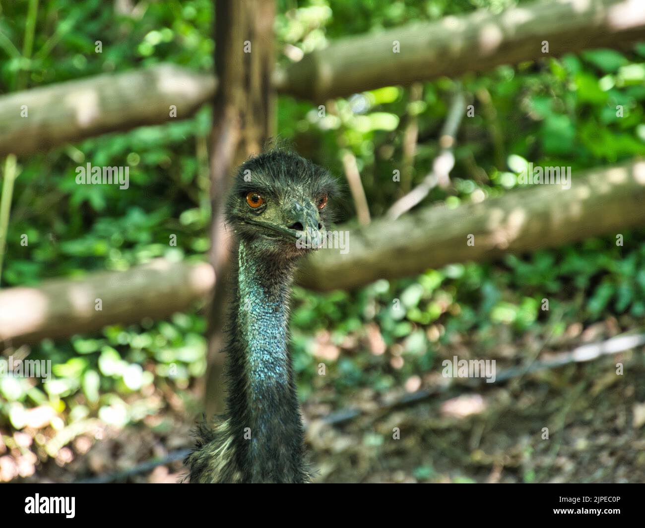 A closeup of Emu head standing and looking toward isolated in green ...