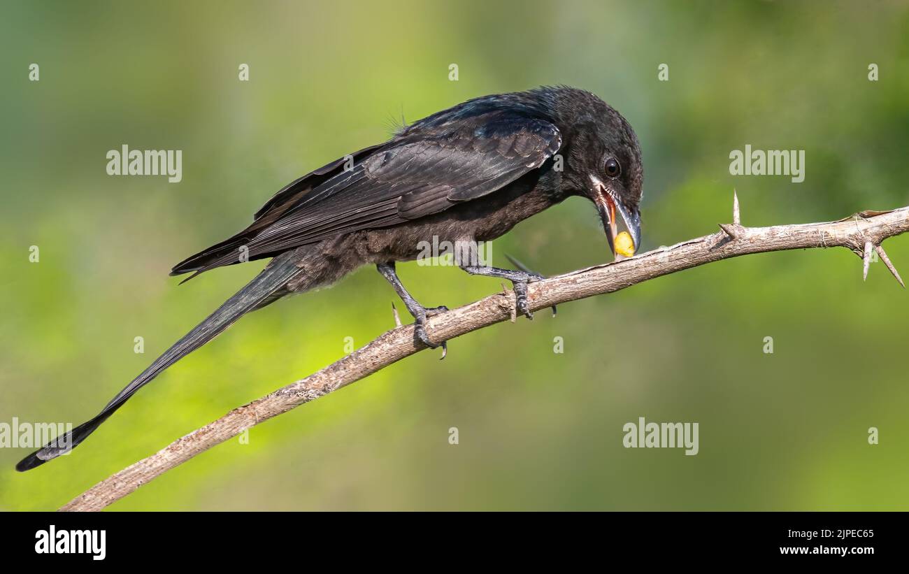 Drango in nature hi-res stock photography and images - Alamy