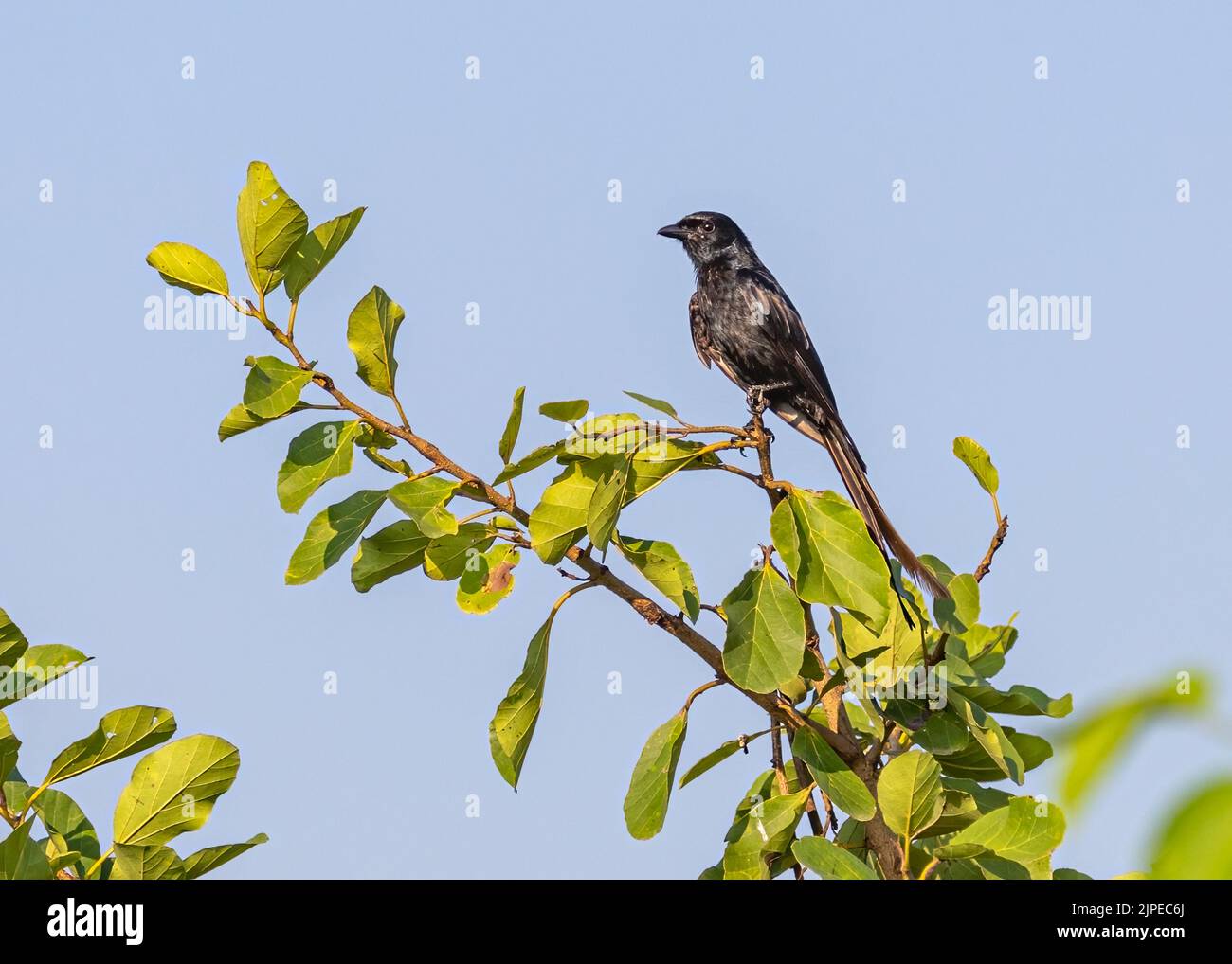 Drango in nature hi-res stock photography and images - Alamy