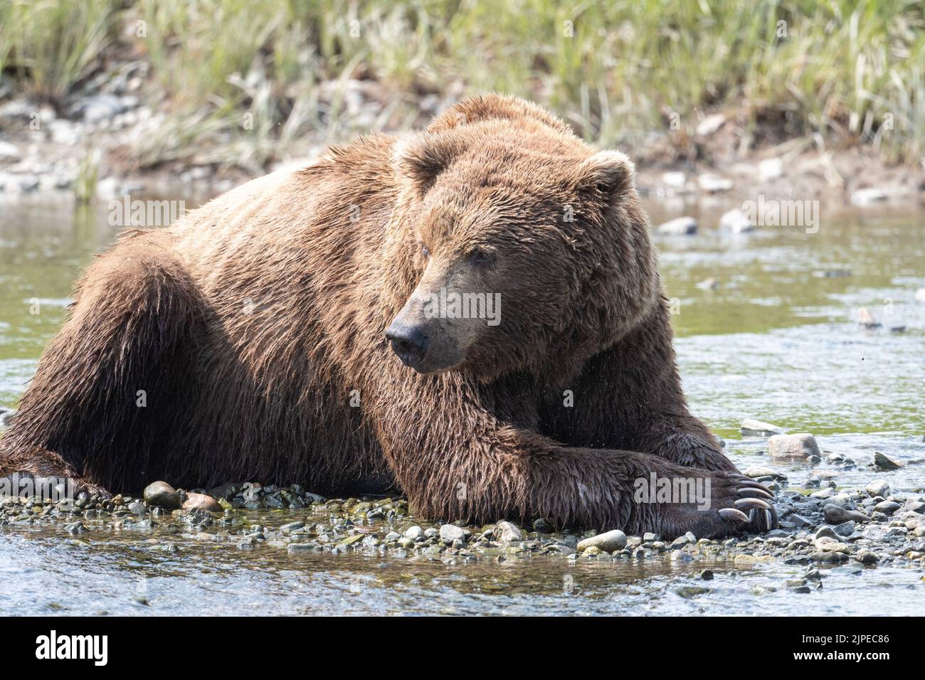 Alaskan brown bear laying on the rocky shore of Mikfik Creek in McNeil ...
