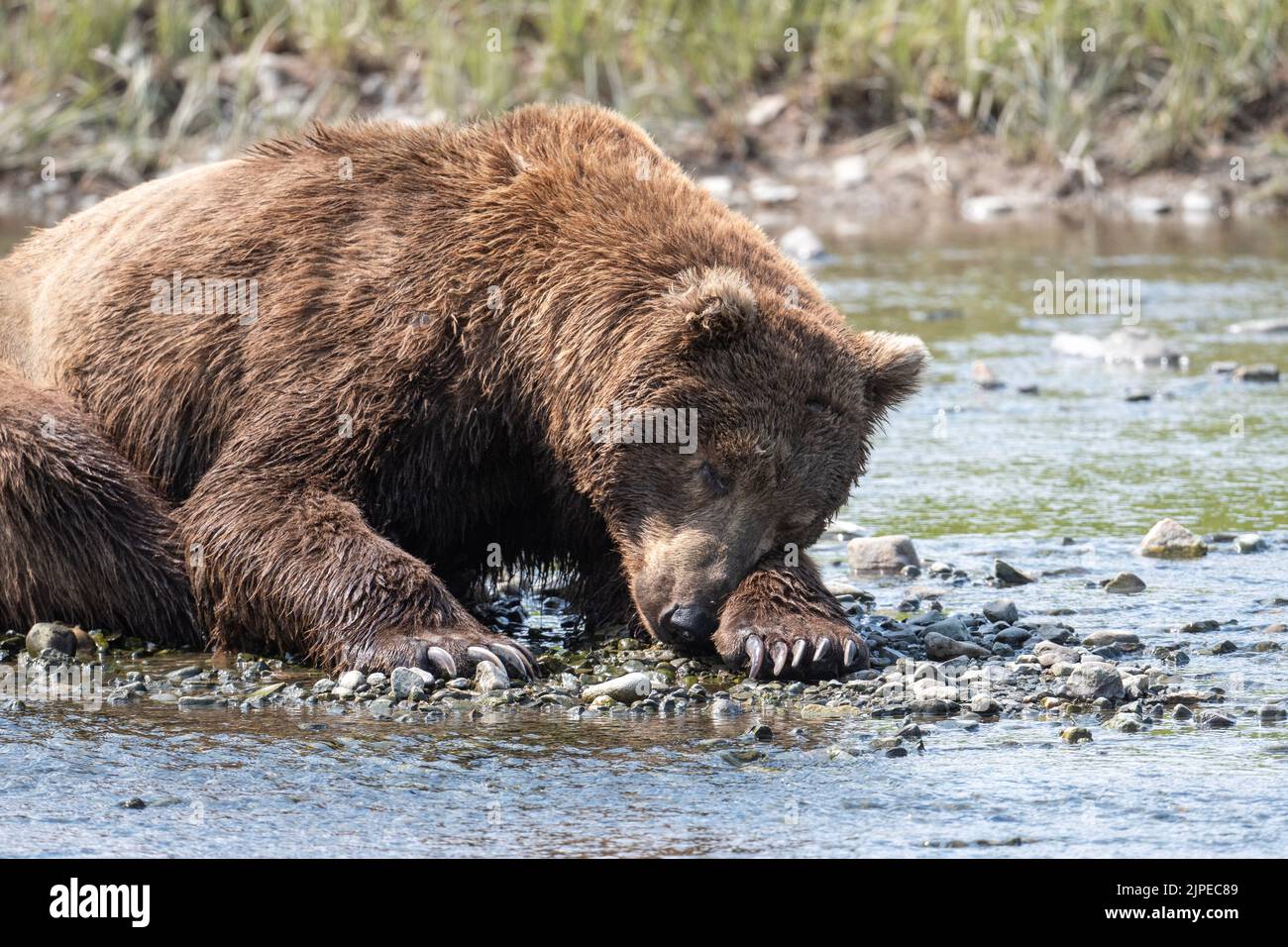 Alaskan brown bear laying on the rocky shore of Mikfik Creek in McNeil ...